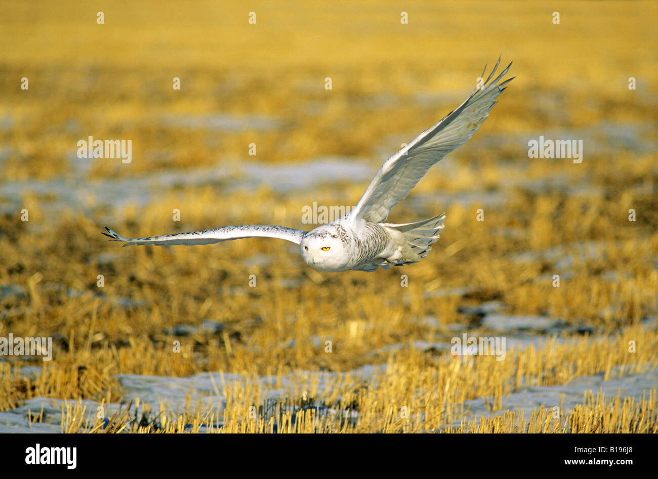 Adult snowy owl (Nyctea scandiaca) hunting in a stubble field on its ...