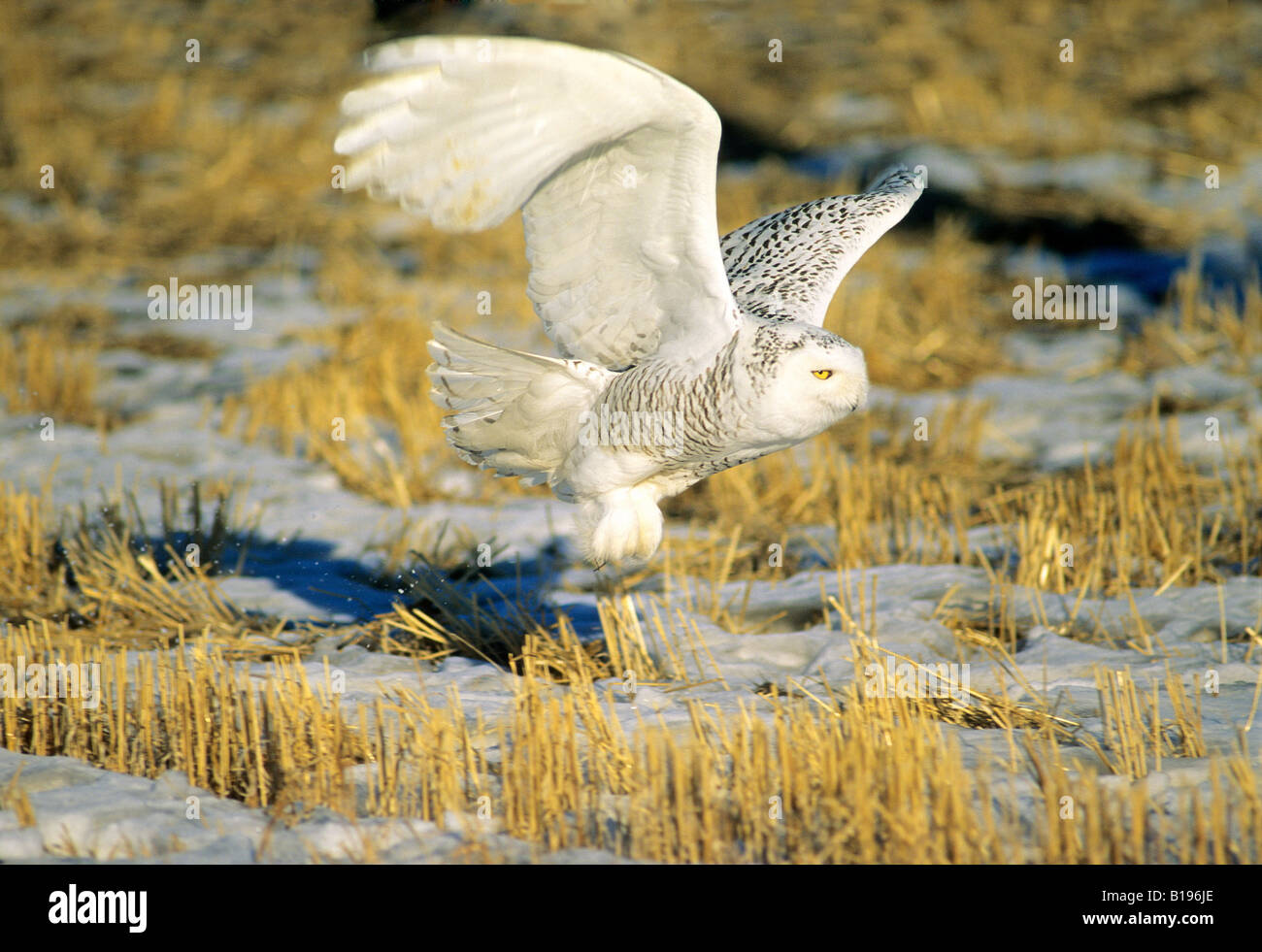 Adult snowy owl (Nyctea scandiaca) hunting in a stubble field on its ...