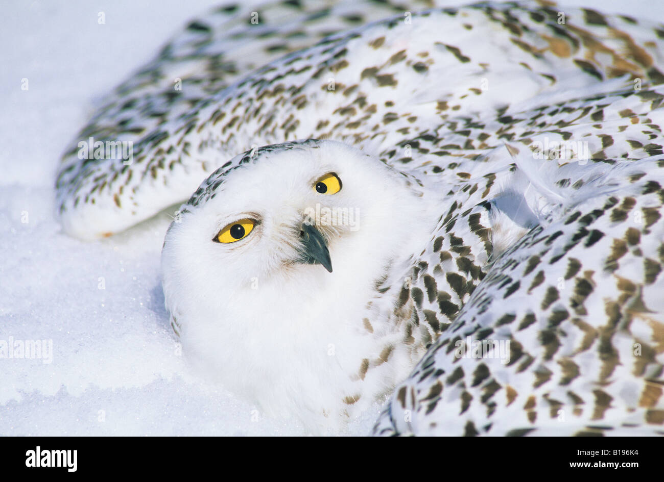 Adult Snowy Owl