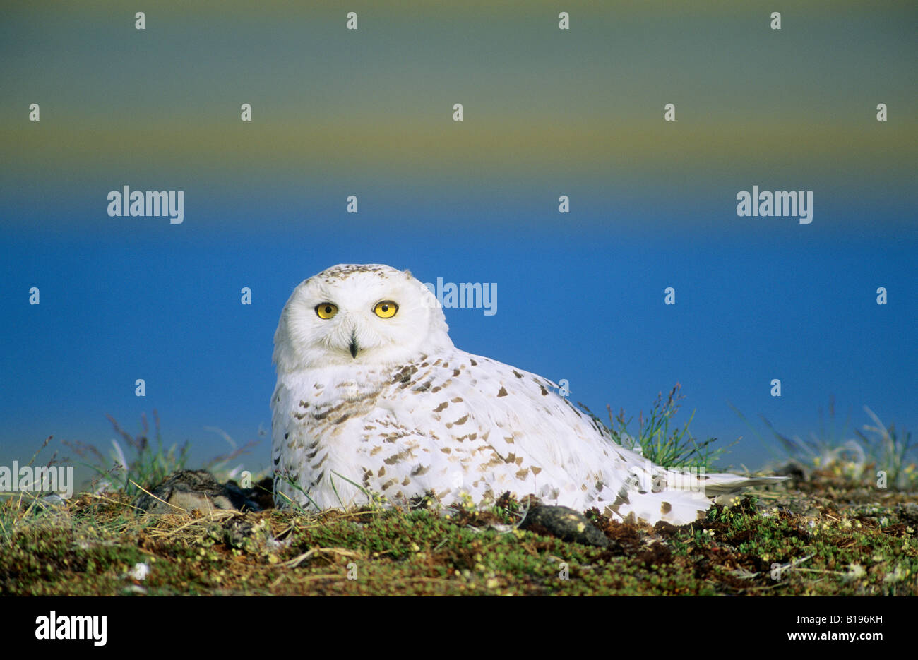 Snowy owl nest hi-res stock photography and images - Alamy