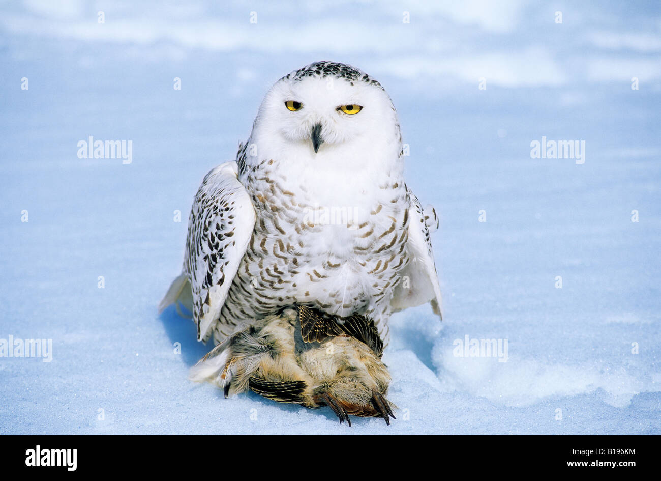 Adult Snowy Owl