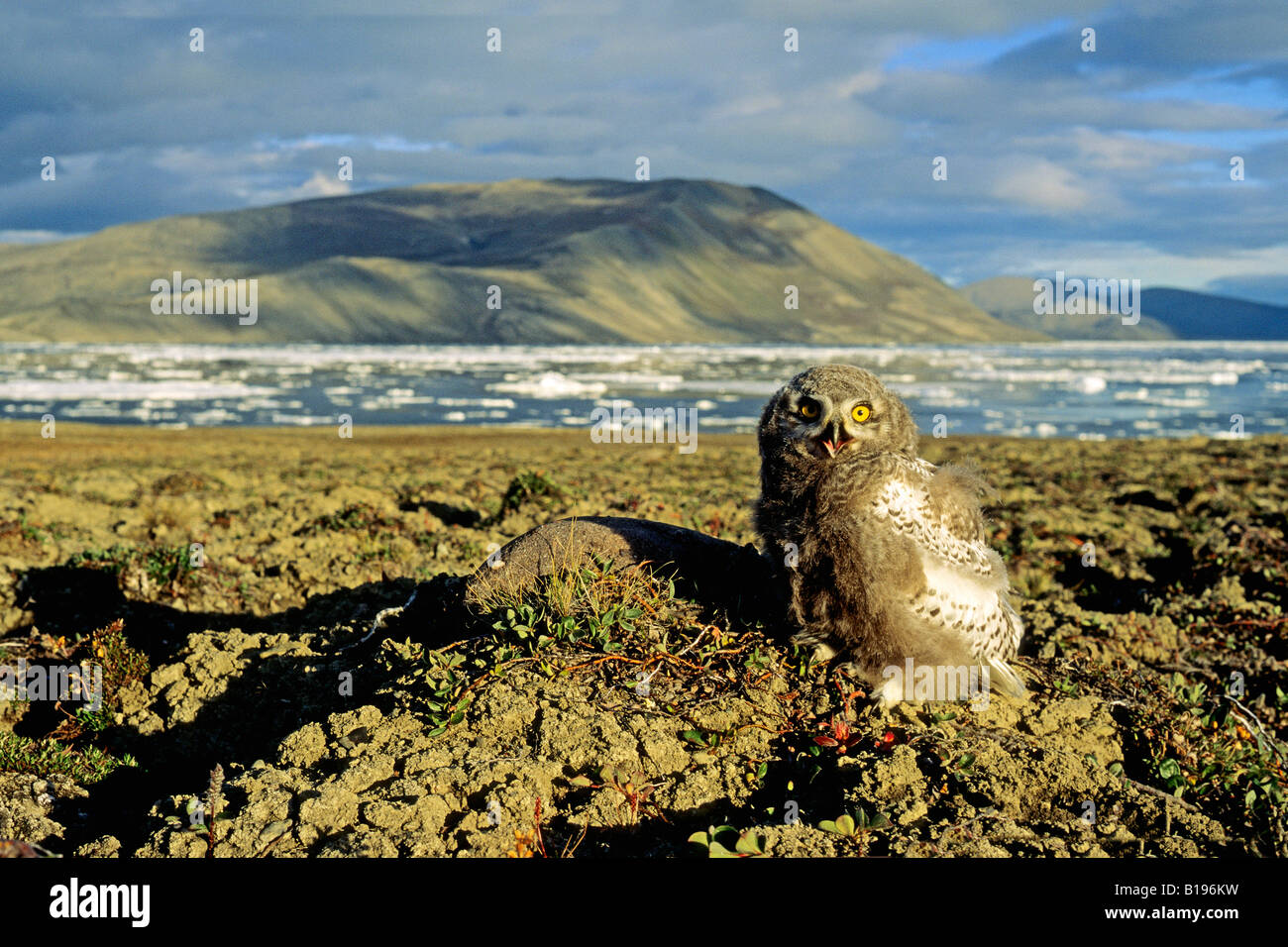 Fledgling snowy owl (Bubo scandiaca) on its nesting hatching grounds ...