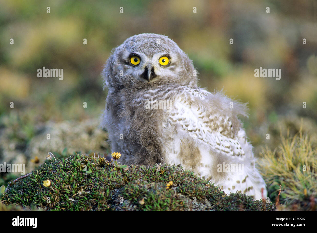 Fledgling snowy owl (Bubo scandiaca) on its nesting grounds, Ellesmere ...
