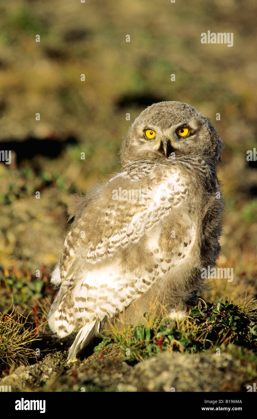 Fledgling snowy owl (Bubo scandiaca) on its nesting grounds, Ellesmere ...