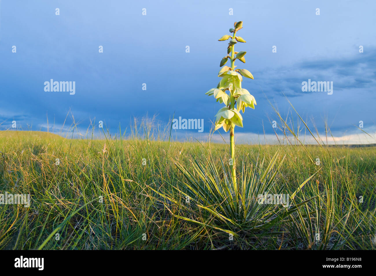 Flowering soapweed (Yucca glauca), shortgrass prairies, southeastern ...