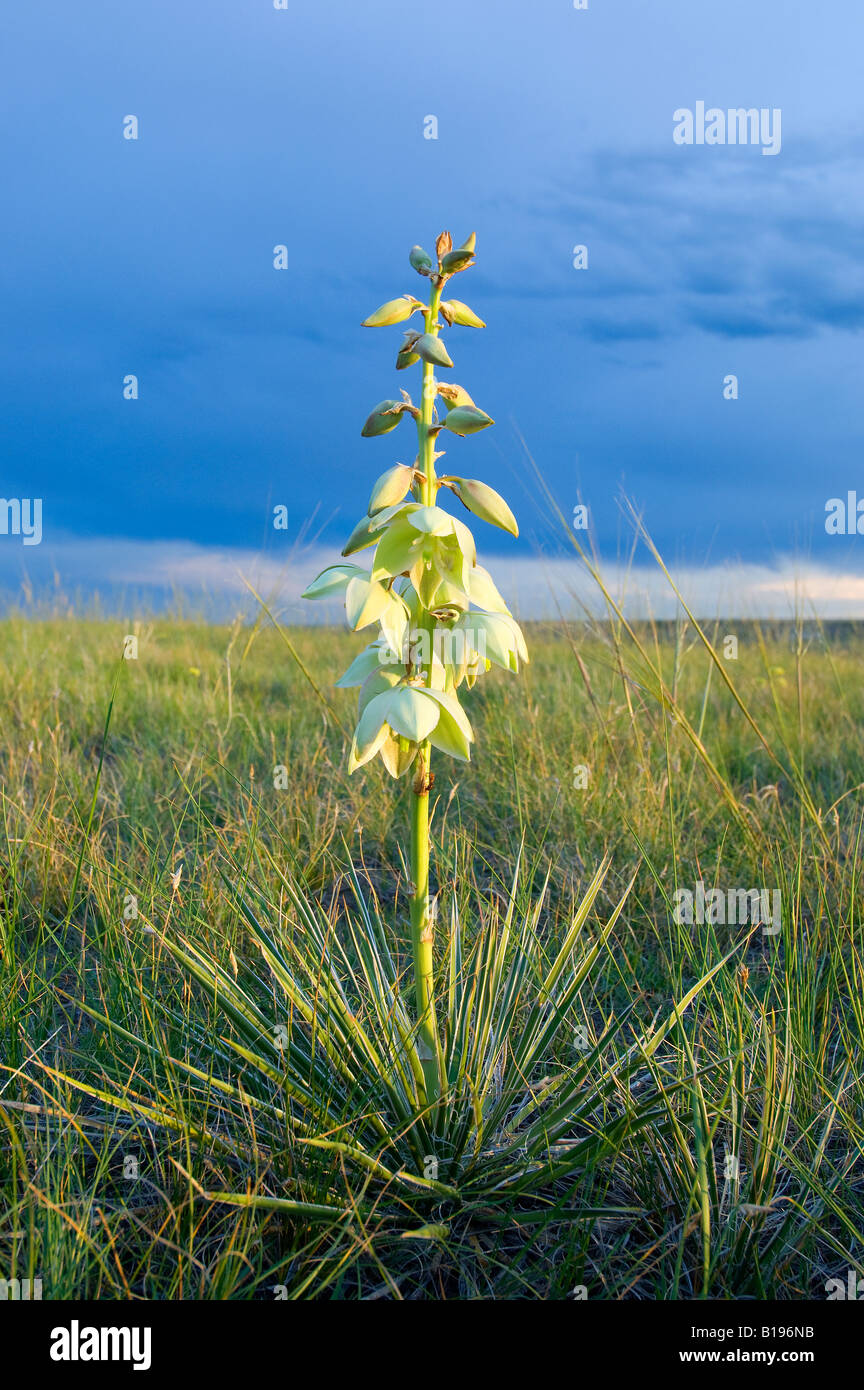 Flowering soapweed (Yucca glauca), shortgrass prairies, southeastern ...