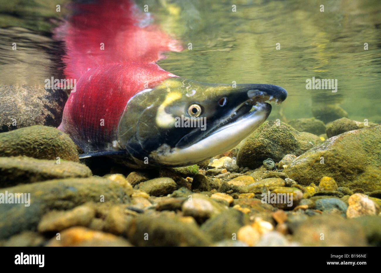 Spawning male sockeye salmon(Oncorhynchus nerka). Adams River, British ...
