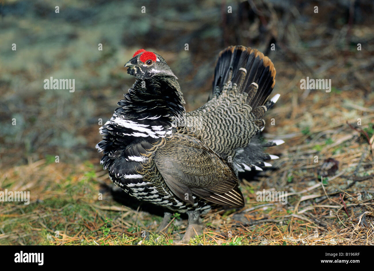 Adult male spruce grouse (Falcipennis canadensis) displaying on its ...