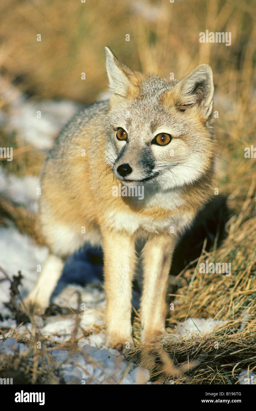 Vulpes velox hi-res stock photography and images - Alamy
