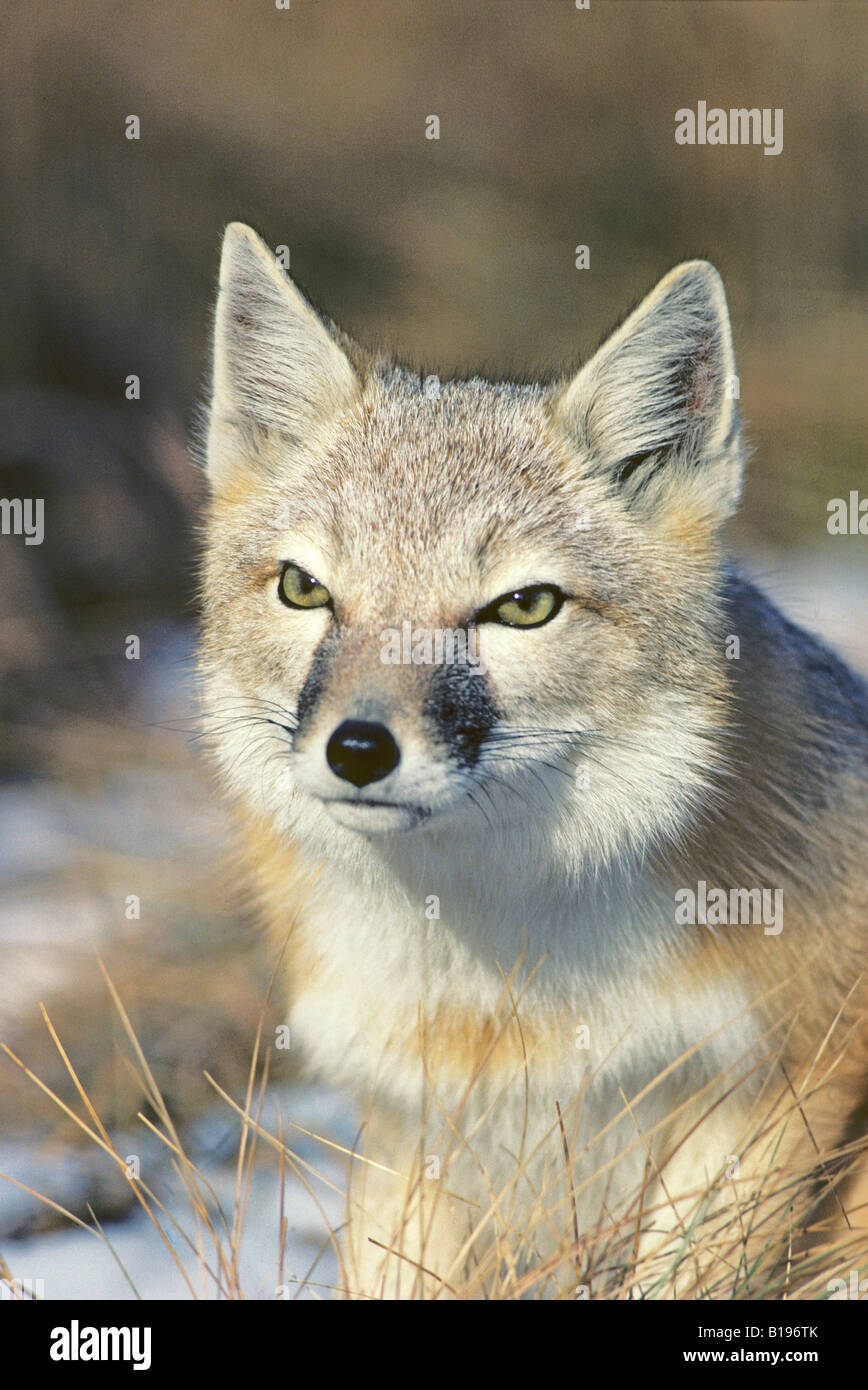 Swift Fox Canada High Resolution Stock Photography and Images - Alamy