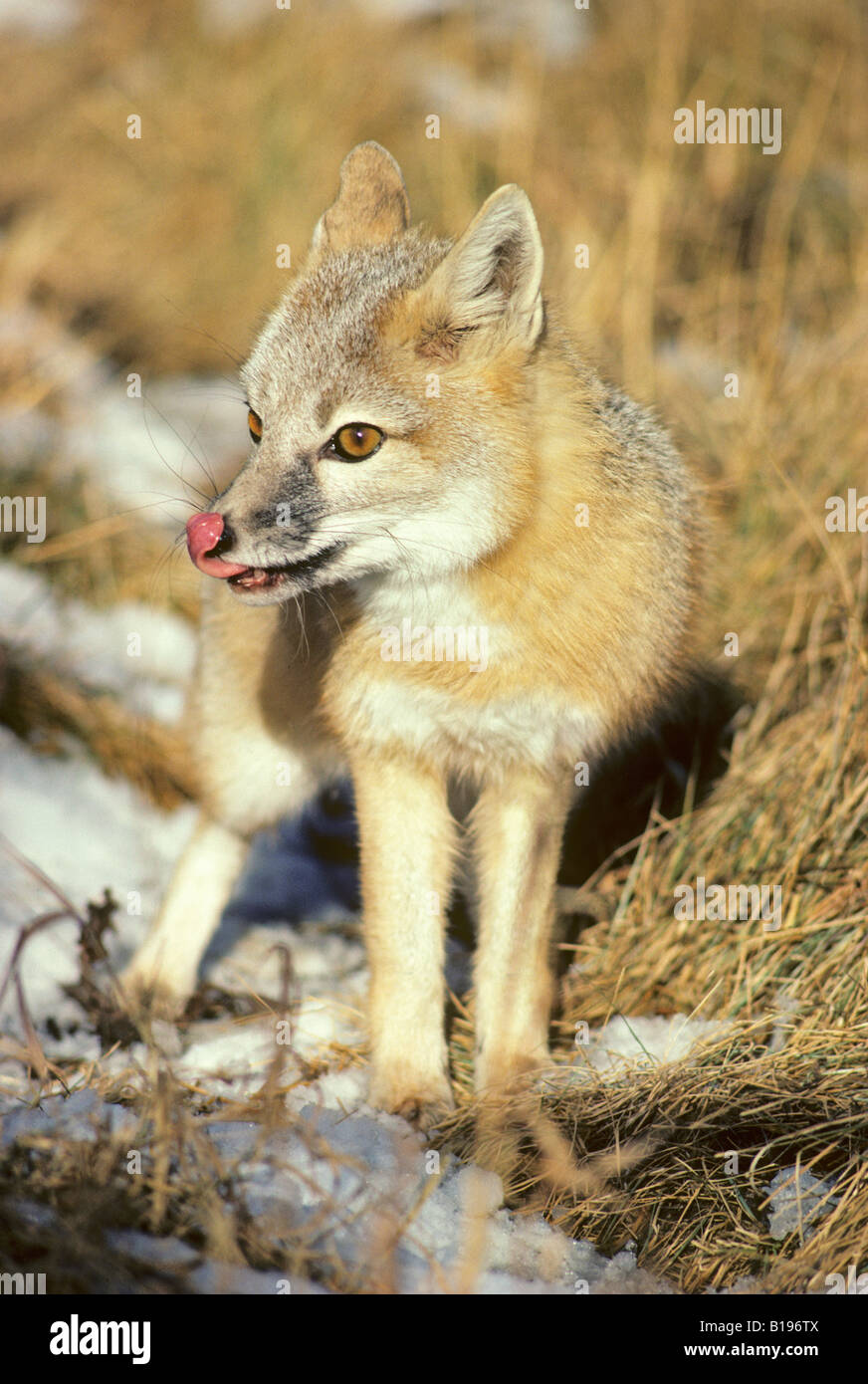 Swift Fox Canada High Resolution Stock Photography and Images - Alamy