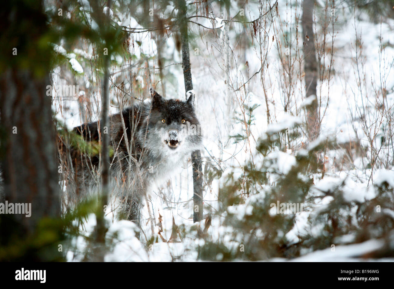 Wolf in the snow Stock Photo - Alamy