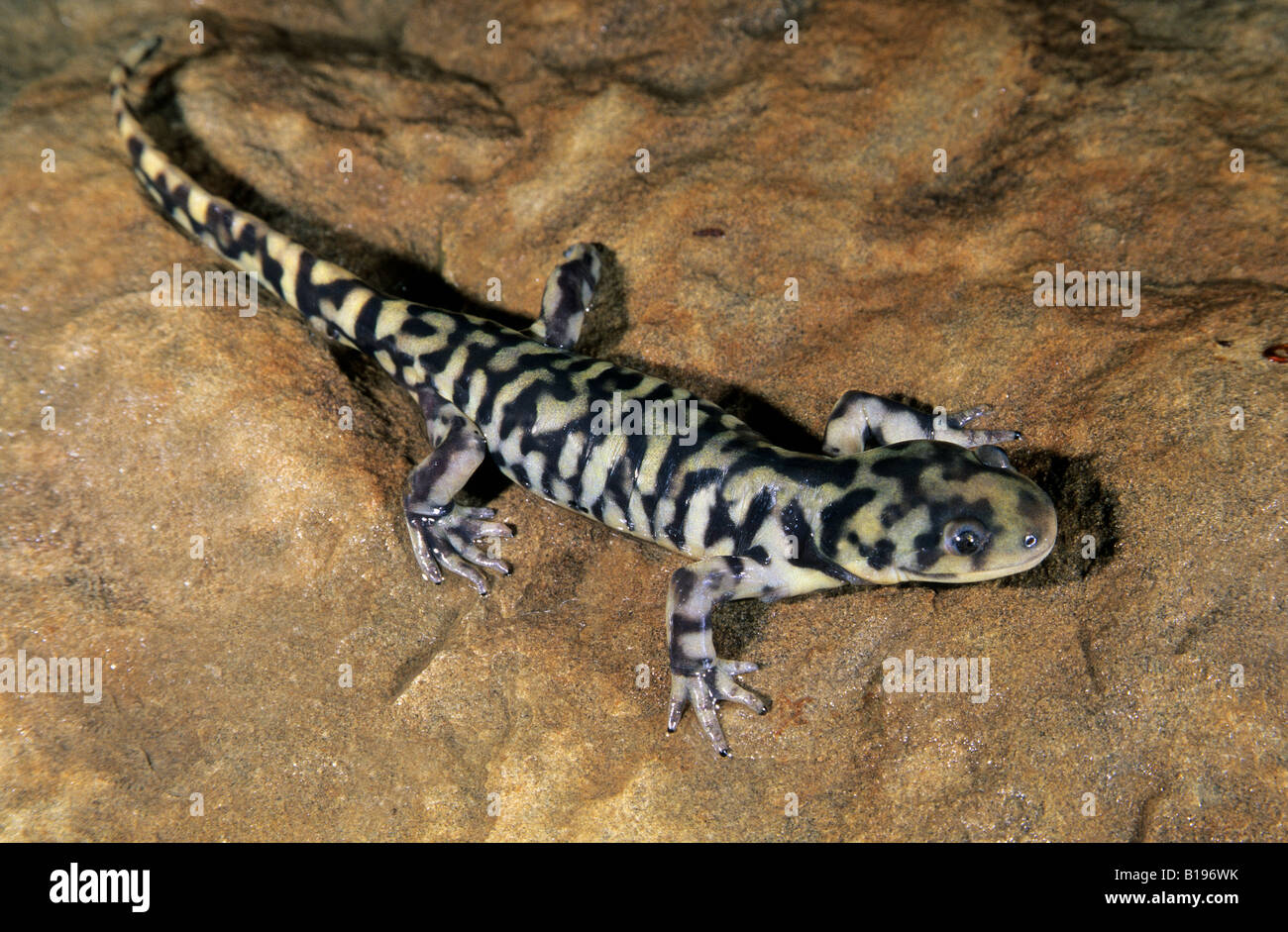 Tiger Salamander (Ambystoma tigrinum). Alberta, Canada Stock Photo - Alamy