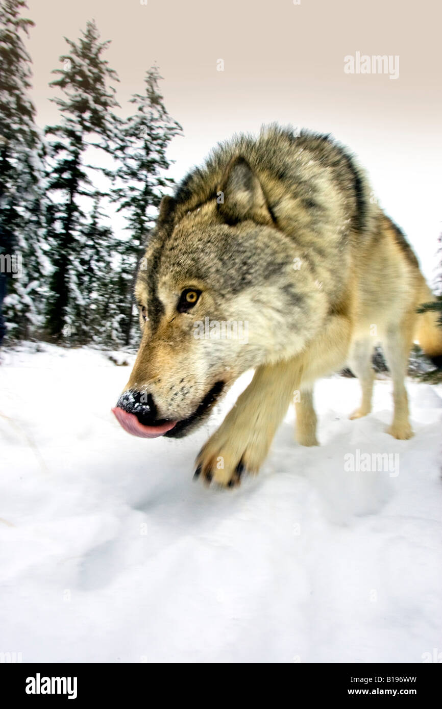 Wolf on the prowl Stock Photo - Alamy