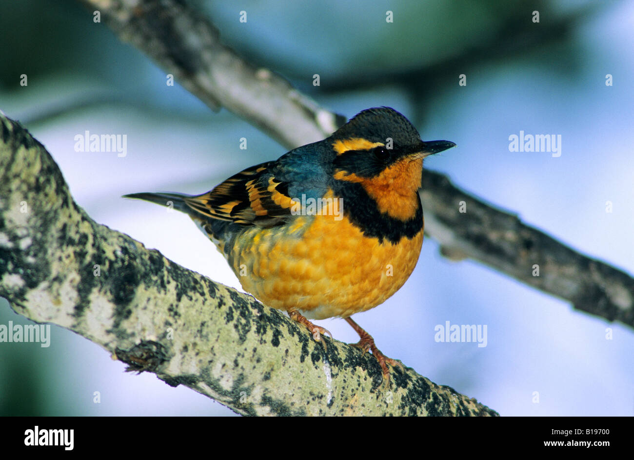 Adult male varied thrush (Ixoreus naevius), coastal British Columbia ...