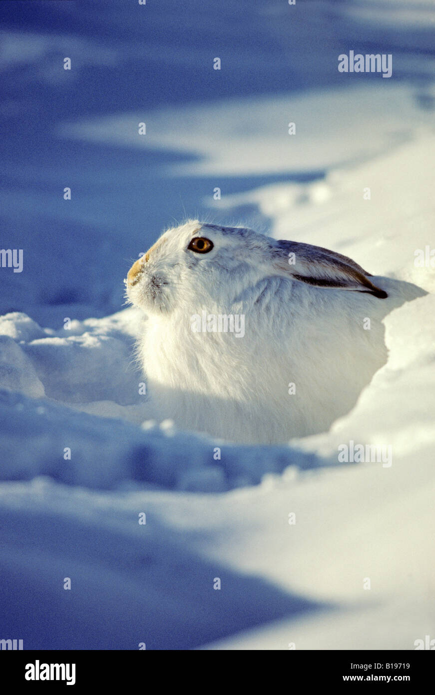 White-tailed jackrabbit (Lepus townsendii) sheltering from the cold in ...