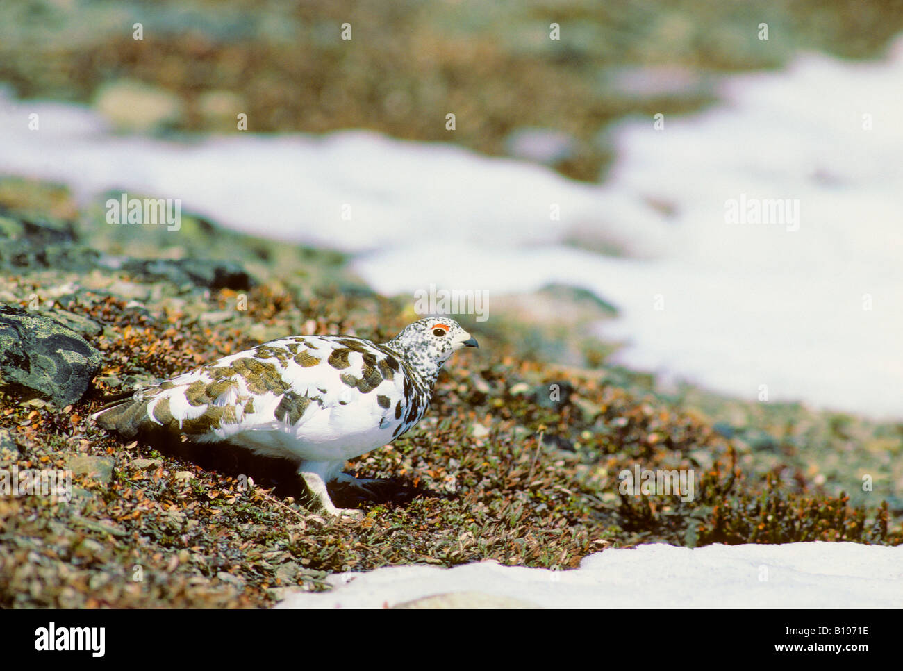 Adult male white-tailed ptarmigan (Lagopus leucurus), in late-spring ...