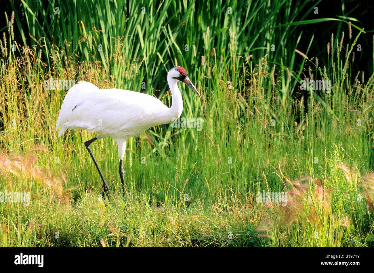 Adult whooping crane (Grus americana) foraging in a wetland, northern ...