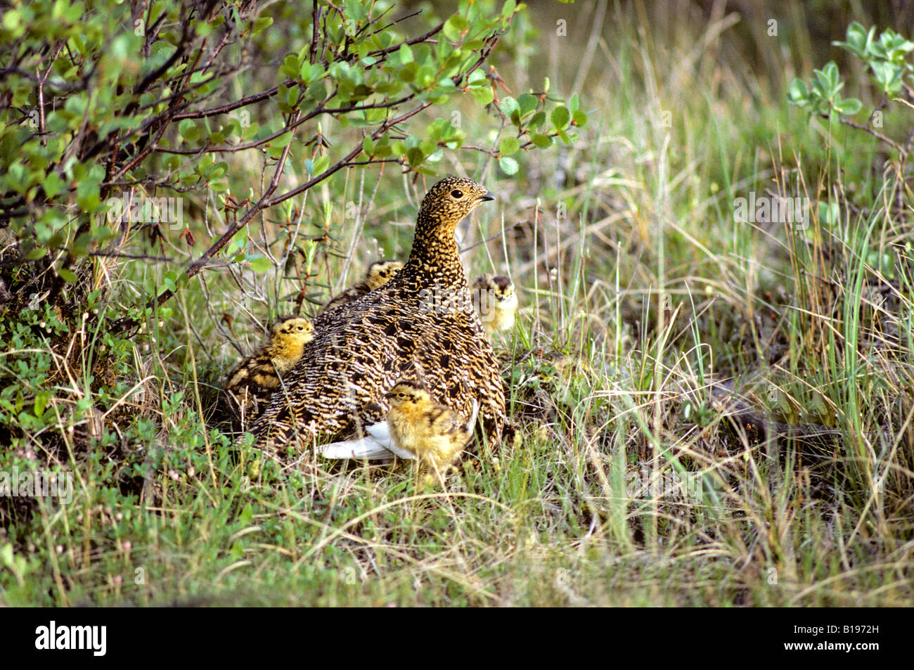 Adult female willow ptarmigan (lagopus lagopus) with newly hatched ...