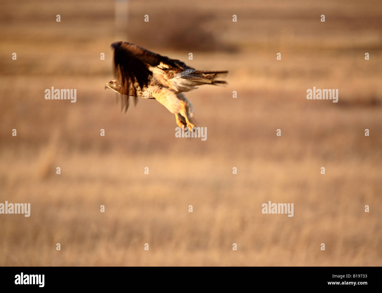 Swainson s Hawk taking flight Stock Photo - Alamy
