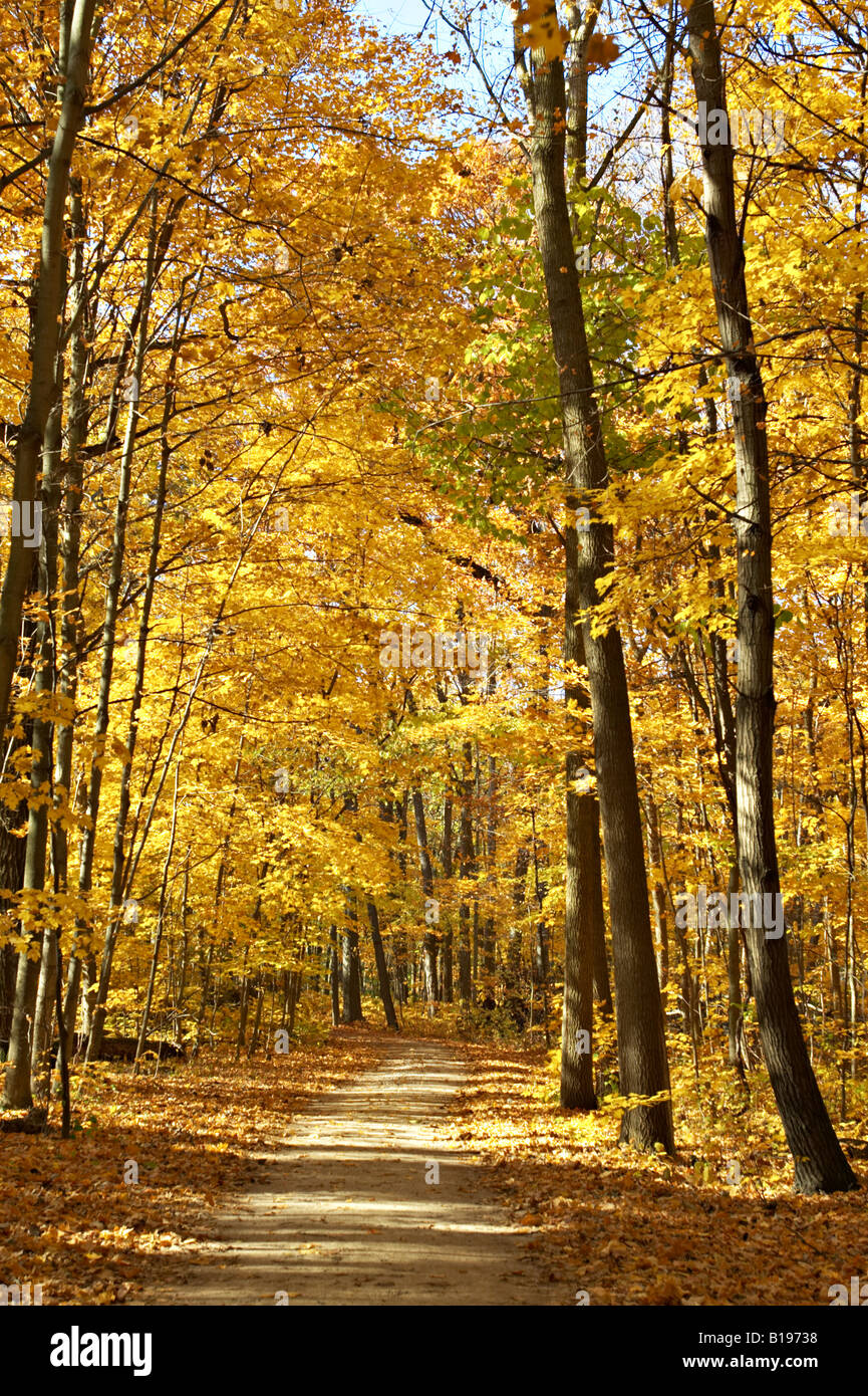 ILLINOIS Wright Woods Forest Preserve Bright yellow leaves on maple ...
