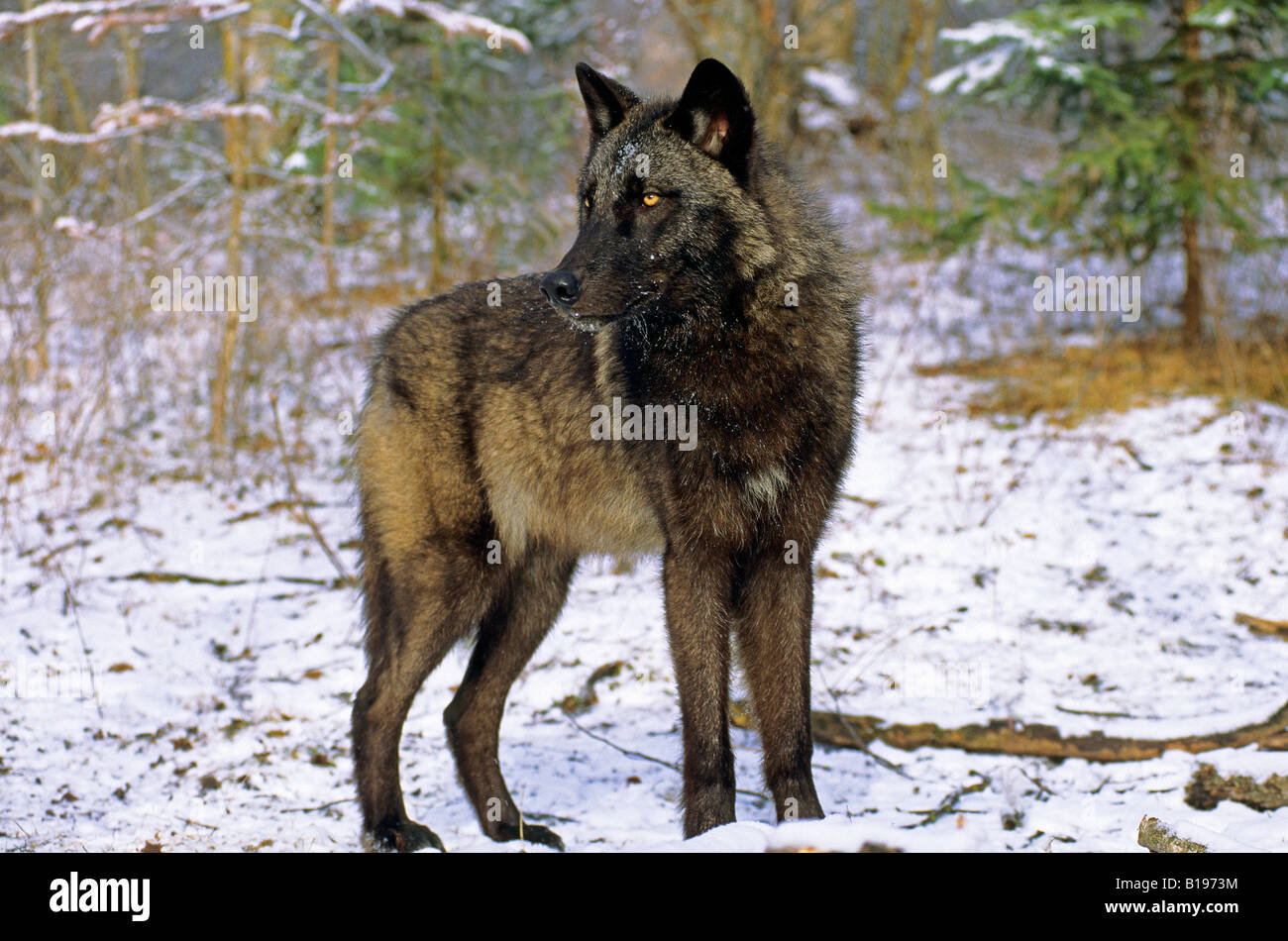 Adult gray wolf (Canis lupus), Alberta, Canada Stock Photo - Alamy