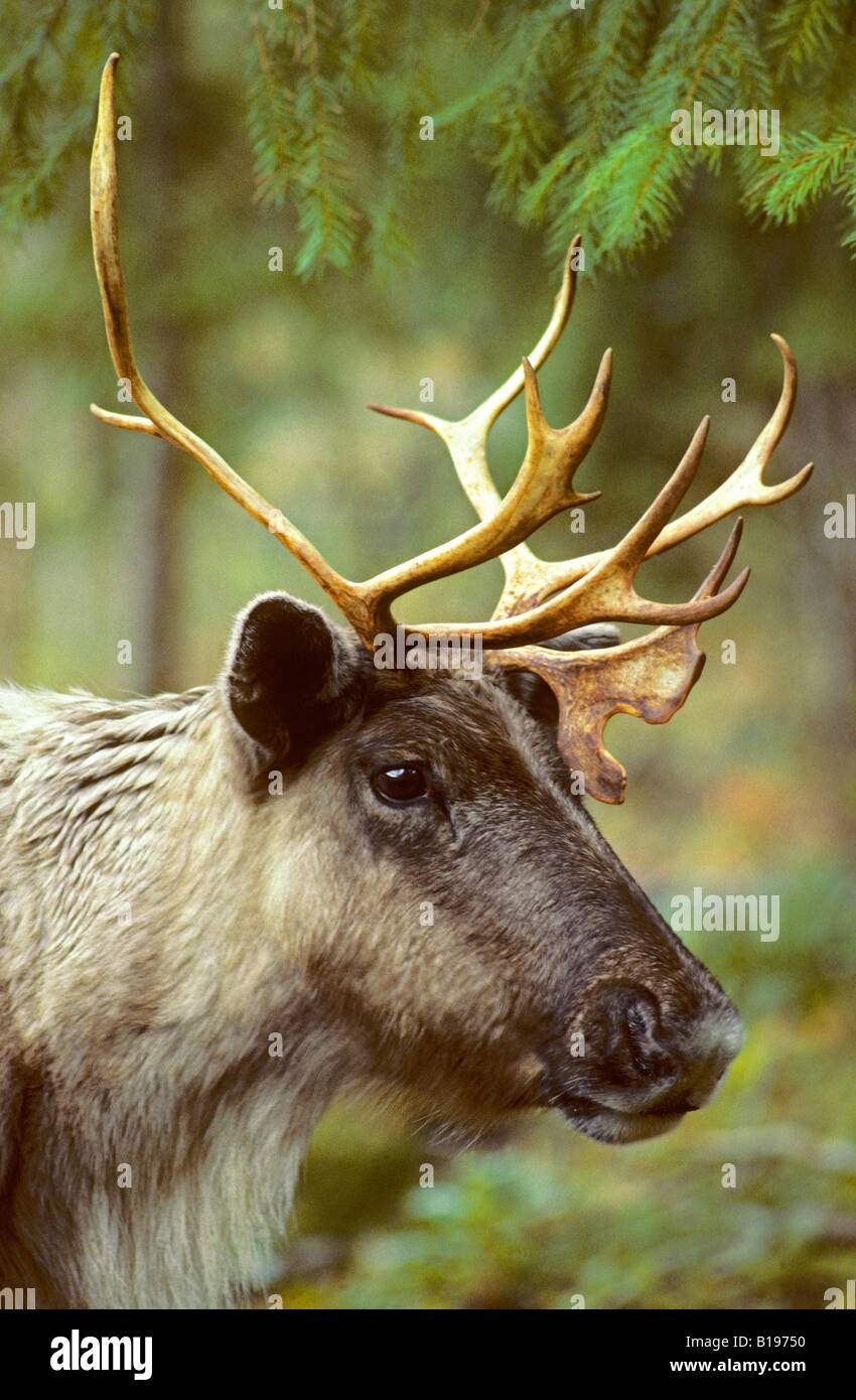 Female caribou hi-res stock photography and images - Alamy