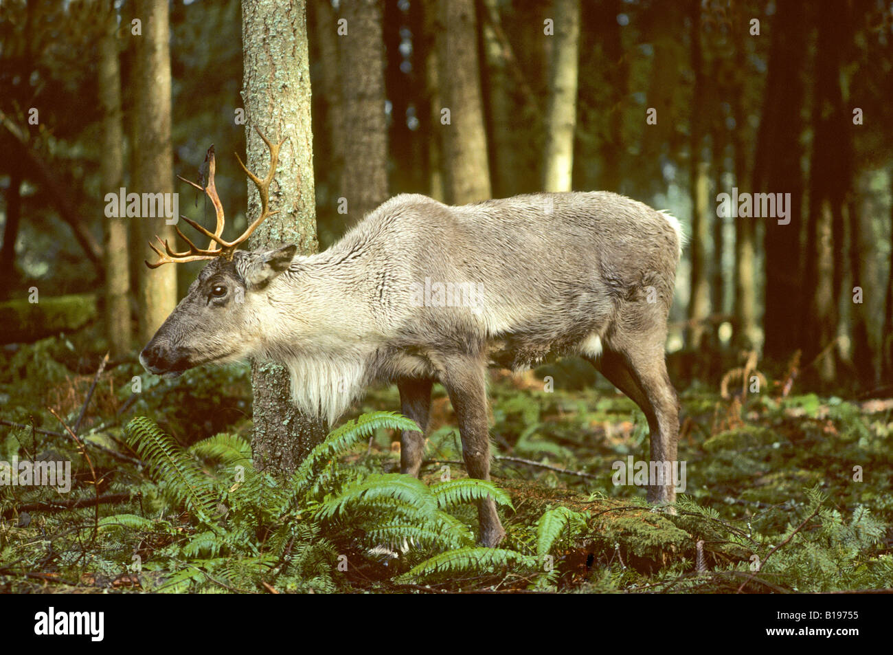 What Does A Female Caribou Look Like