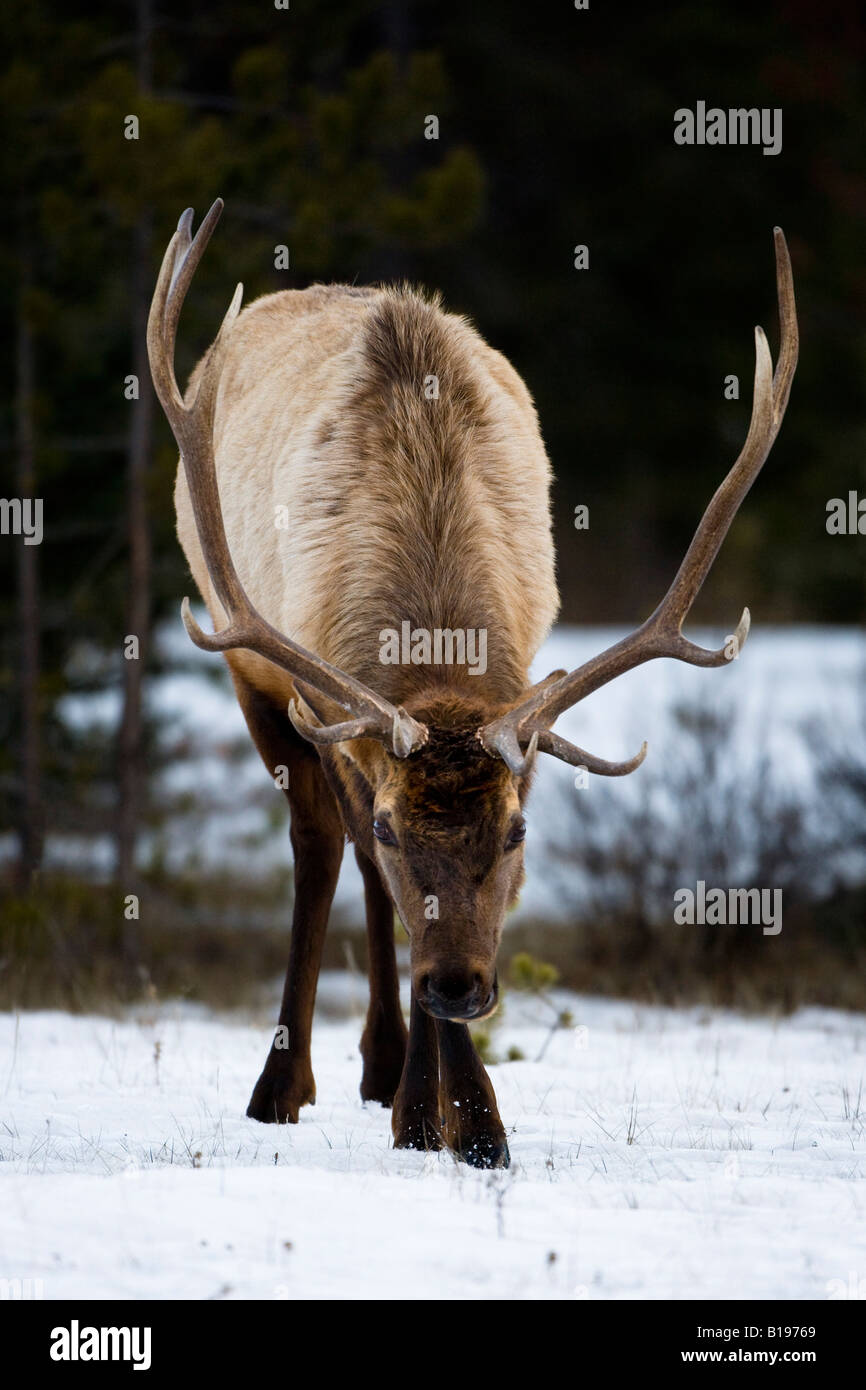 Elkrack hi-res stock photography and images - Alamy