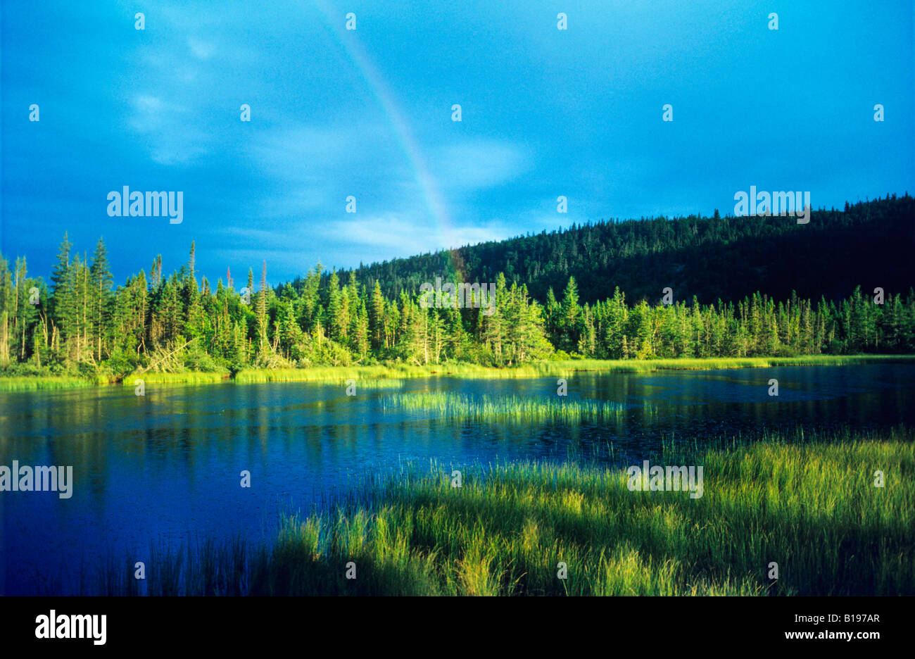 Ontario north taiga hi-res stock photography and images - Alamy