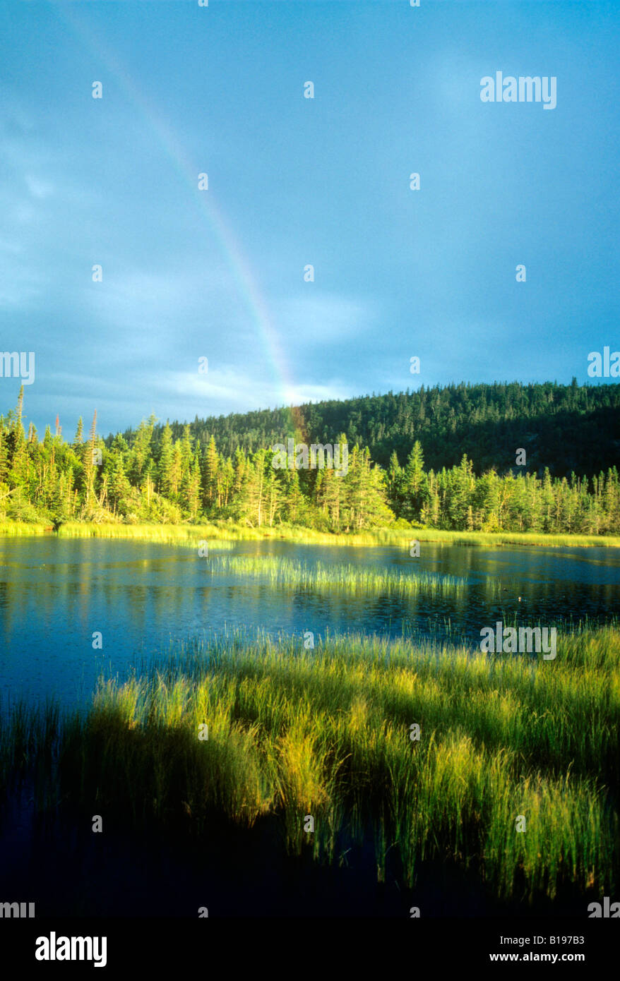 Ontario north taiga hi-res stock photography and images - Alamy