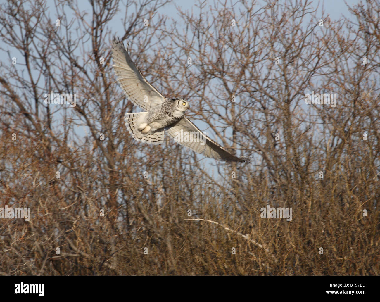 Great horned owl spread hi-res stock photography and images - Alamy