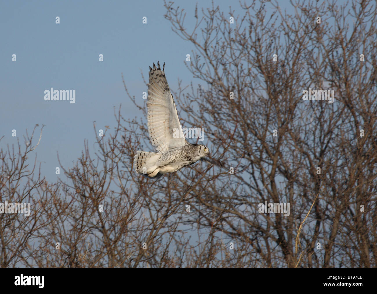 Horned Owl taking flight from bushes Stock Photo - Alamy
