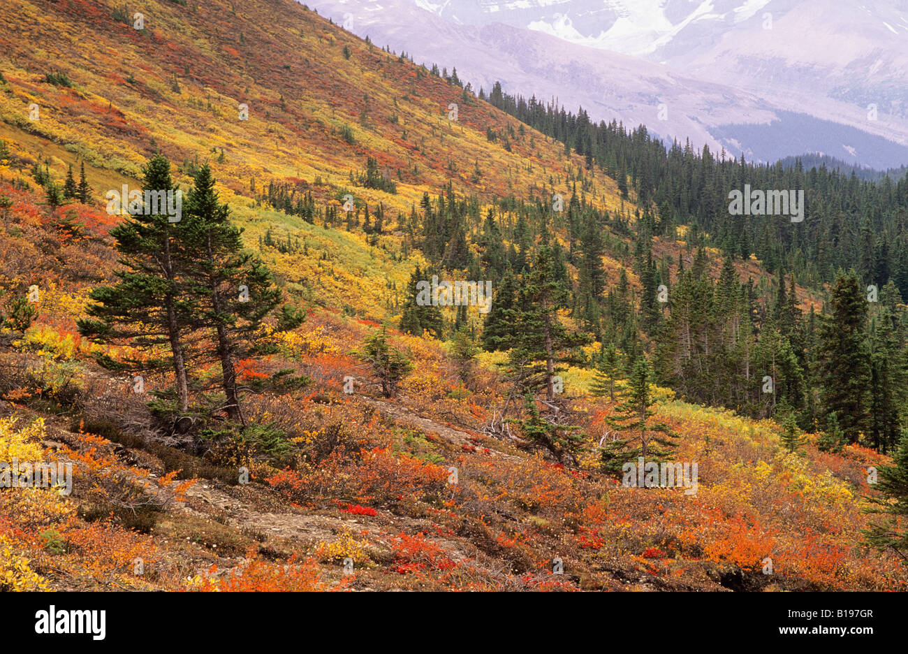Wilcox pass hi-res stock photography and images - Alamy