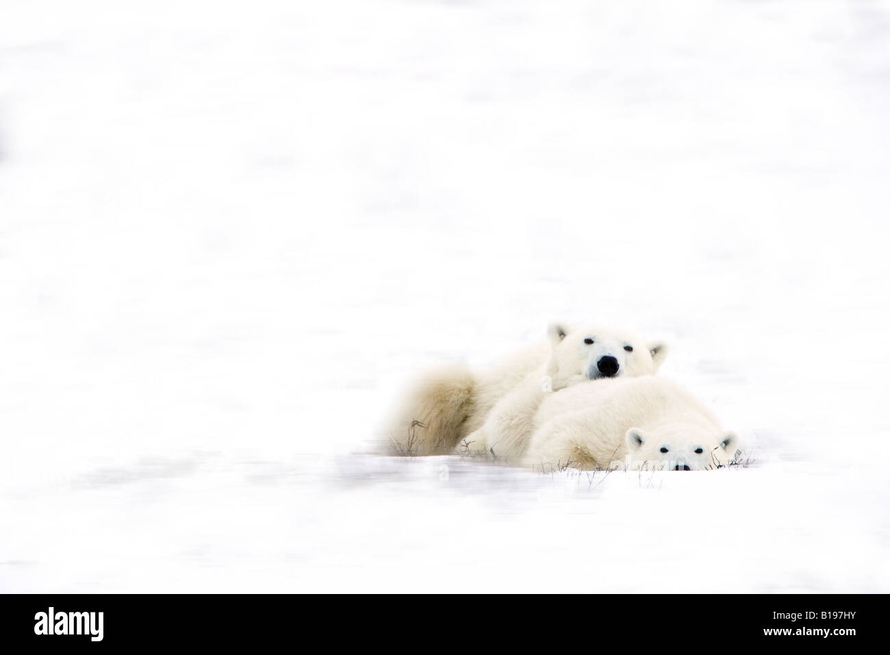 Two bears together hi-res stock photography and images - Alamy