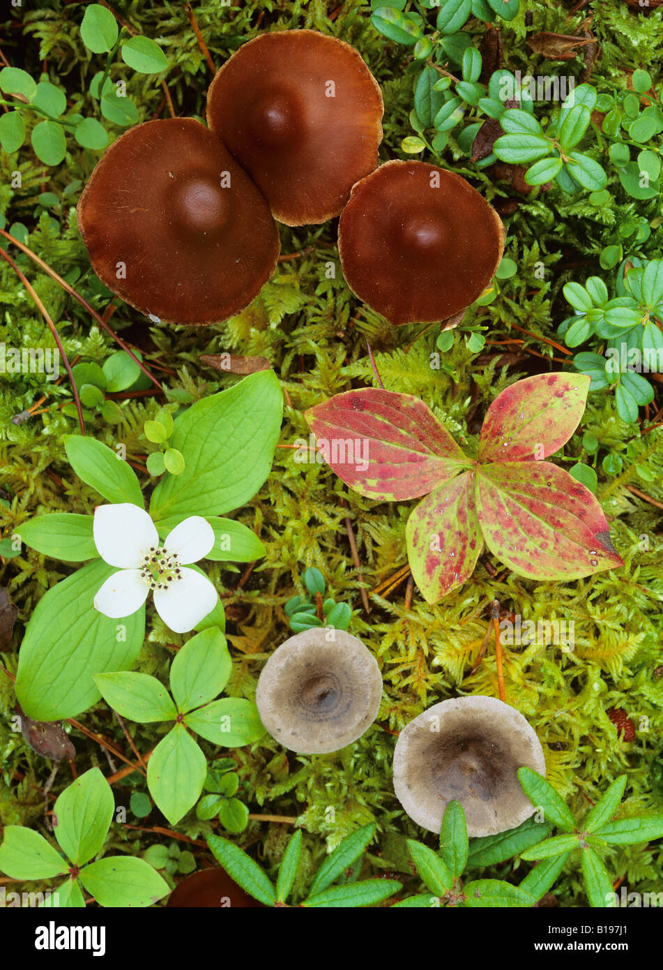 Rainforest jasper hi-res stock photography and images - Alamy