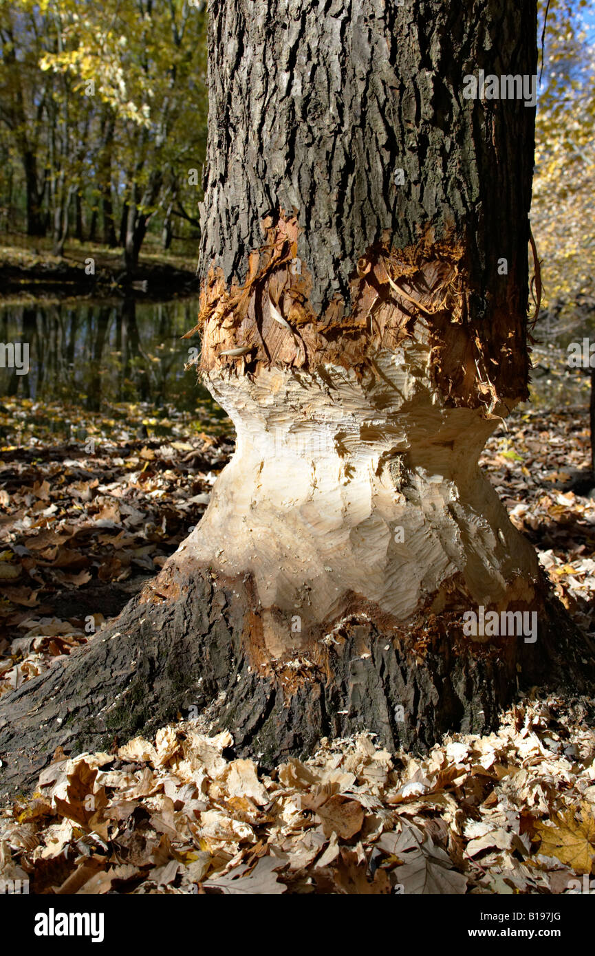 ILLINOIS Wright Woods Forest Preserve Beaver tooth marks evident on ...