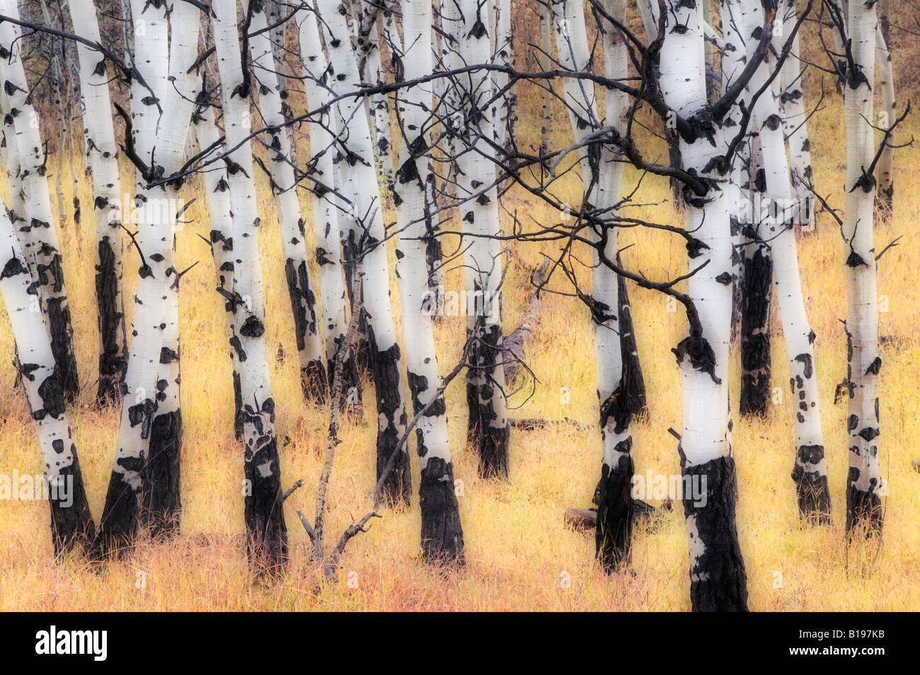 Aspen Stand near Maycroft, Alberta, Canada Stock Photo - Alamy