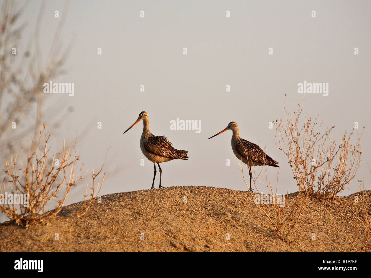 Godwin bird hi-res stock photography and images - Alamy