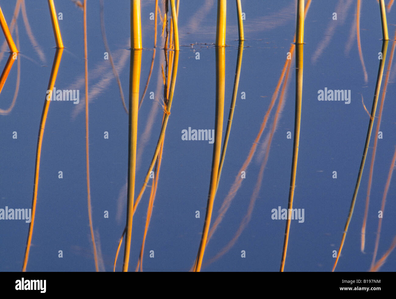 La maskinonge hi-res stock photography and images - Alamy