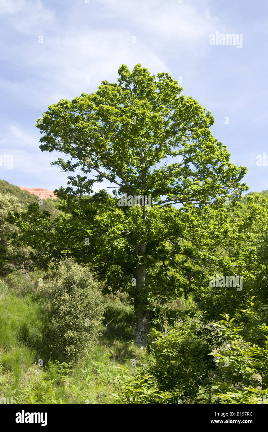 old chestnut tree in Las Medulas, Spain Stock Photo - Alamy
