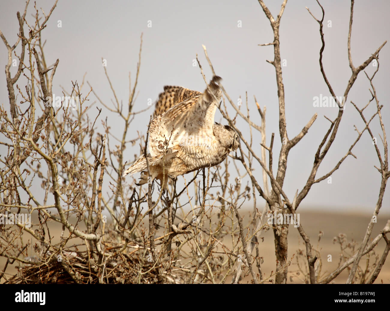 Horned Owl taking flight from nest Stock Photo - Alamy