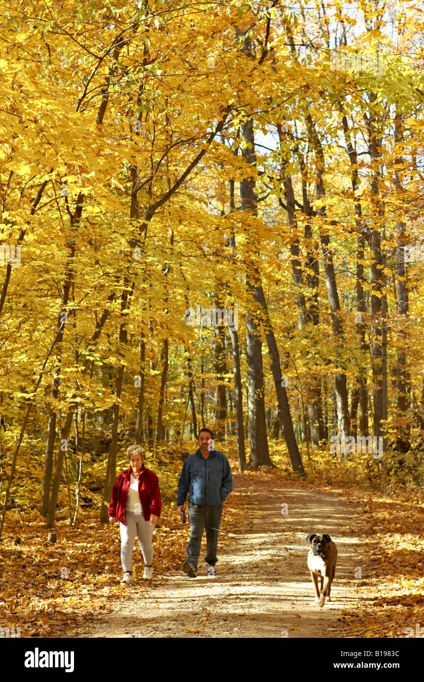 ILLINOIS Wright Woods Forest Bright yellow leaves on maple trees in ...