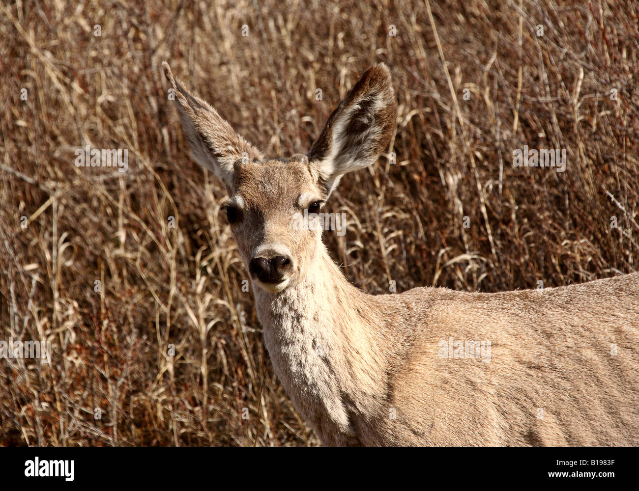 Mule deer doe in hi-res stock photography and images - Alamy
