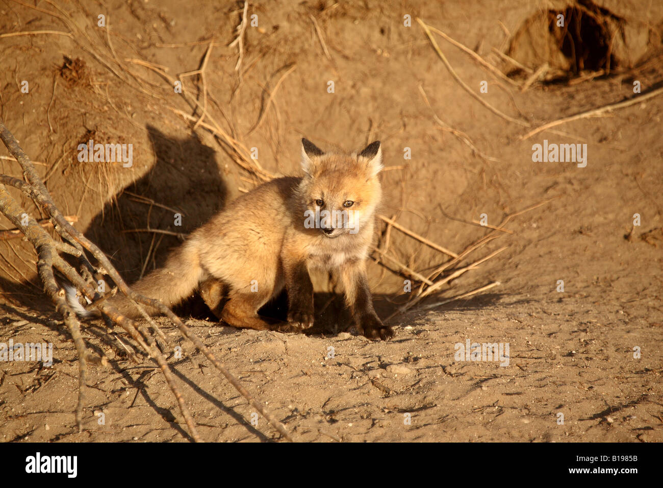 Red Fox pup at den Stock Photo - Alamy
