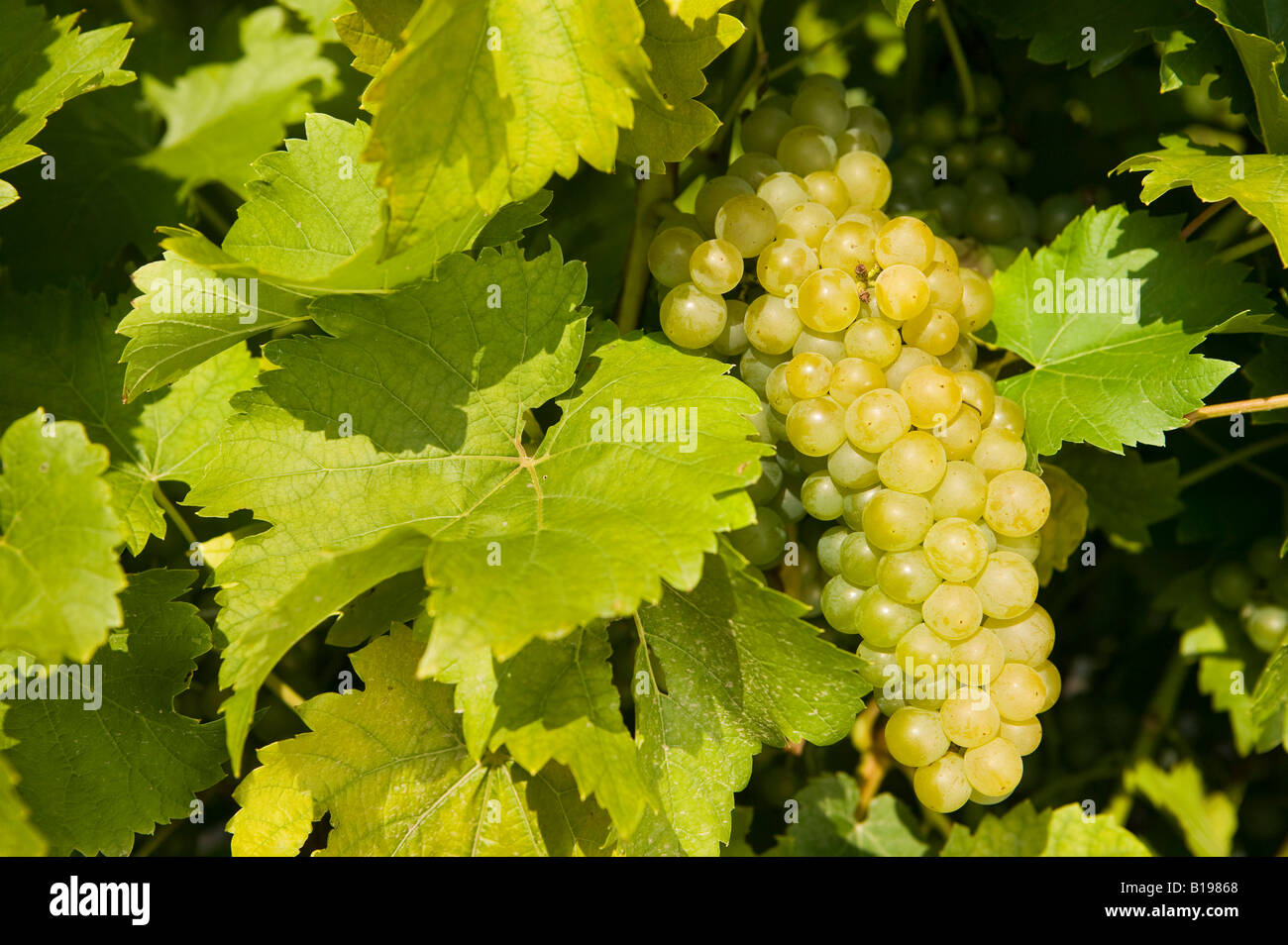 Seyval hi-res stock photography and images - Alamy