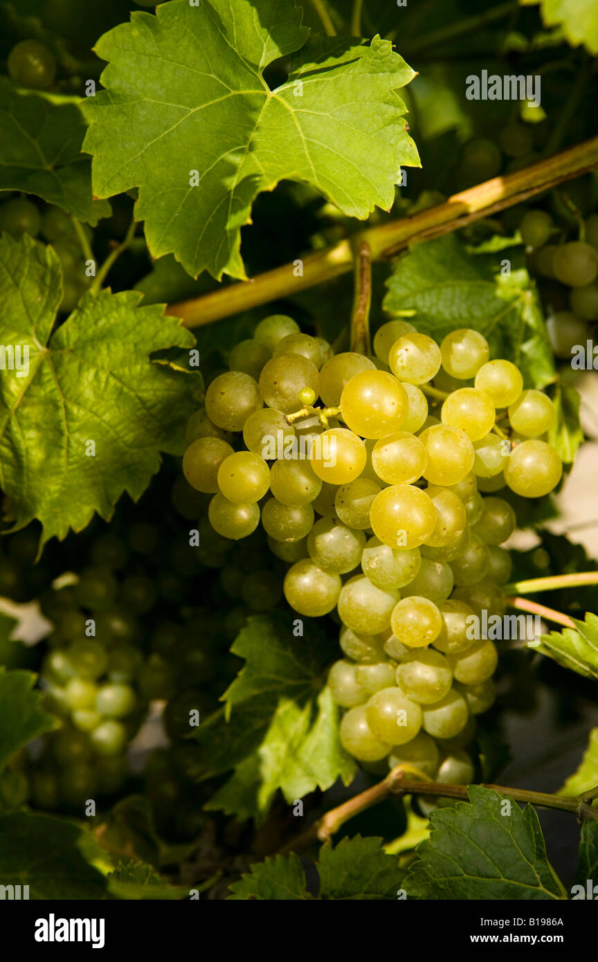 Seyval variety hi-res stock photography and images - Alamy