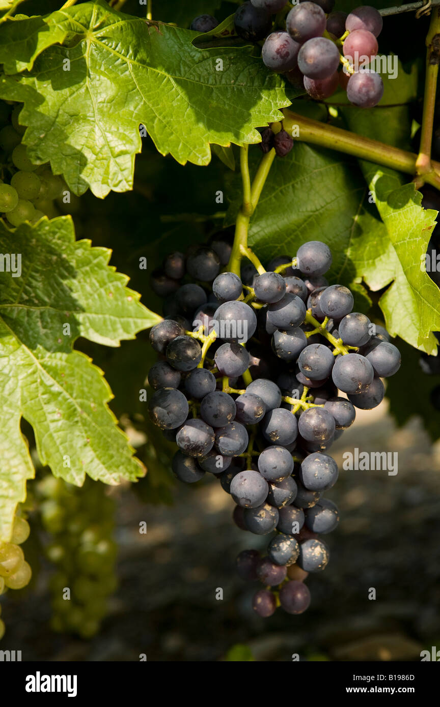 Seyval variety hi-res stock photography and images - Alamy
