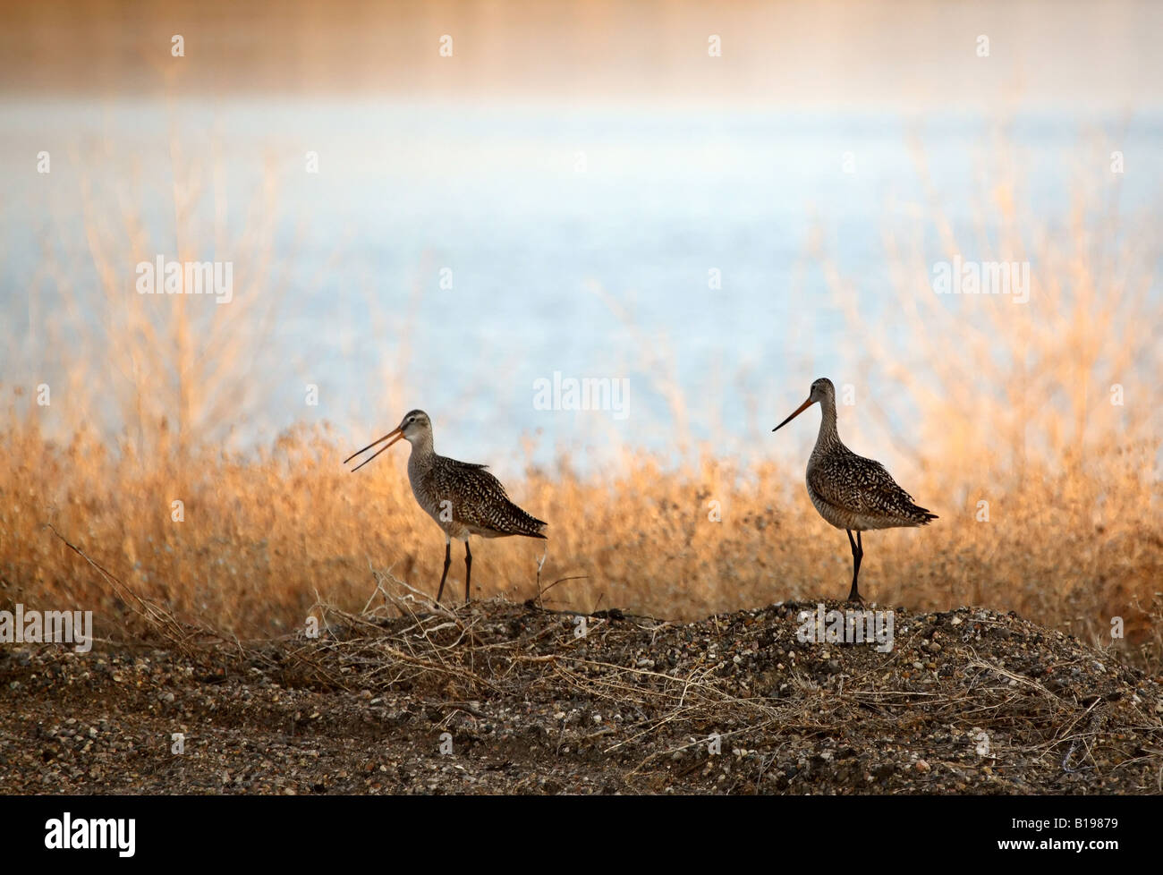 Godwin bird hi-res stock photography and images - Alamy
