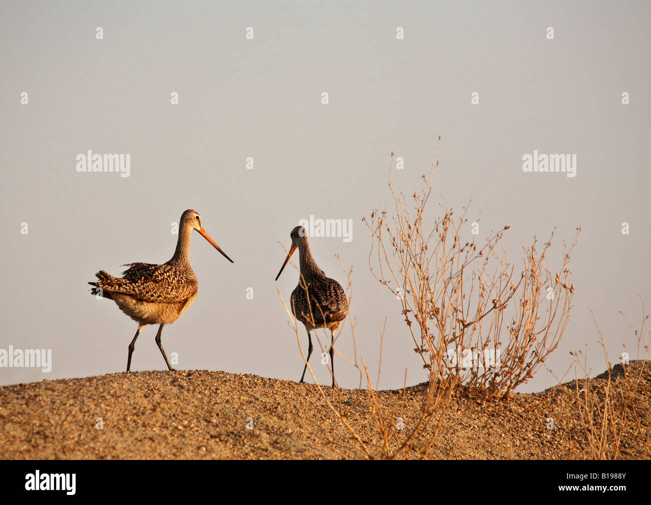 Godwin bird hi-res stock photography and images - Alamy